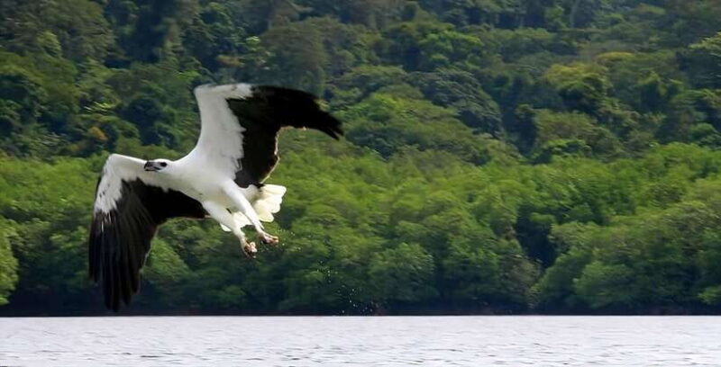 Langkawi: Mangrove Tour with Kilim Geoforest Park & Bat Cave - Discovering Langkawis Natural Wonders