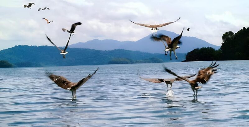 Langkawi: Mangrove Tour with Kilim Geoforest Park & Bat Cave - The Sum Up: Who Will Love This Tour