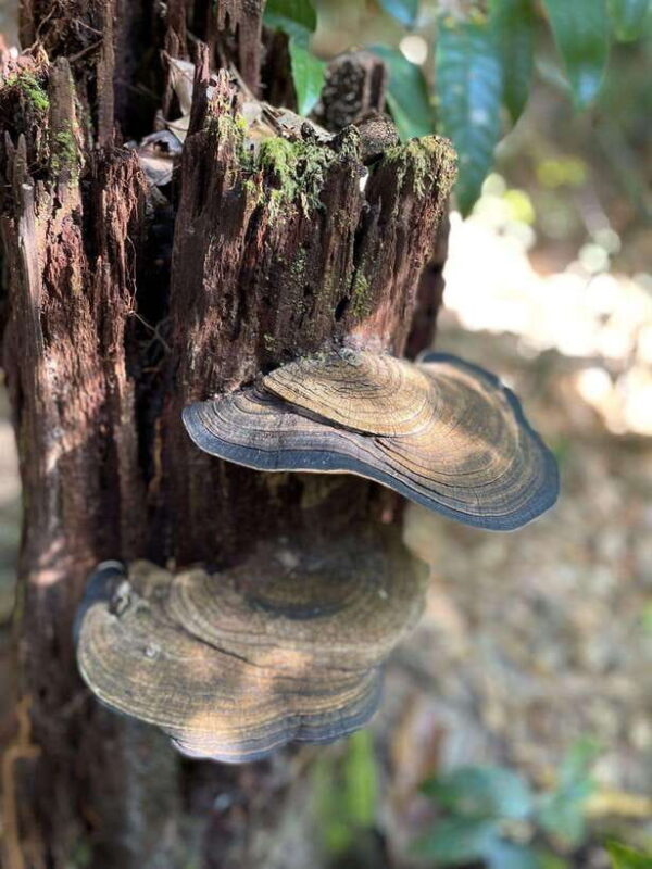 Langkawi: Morning Rainforest Walking Tour - Introduction to the Langkawi Rainforest Walking Tour