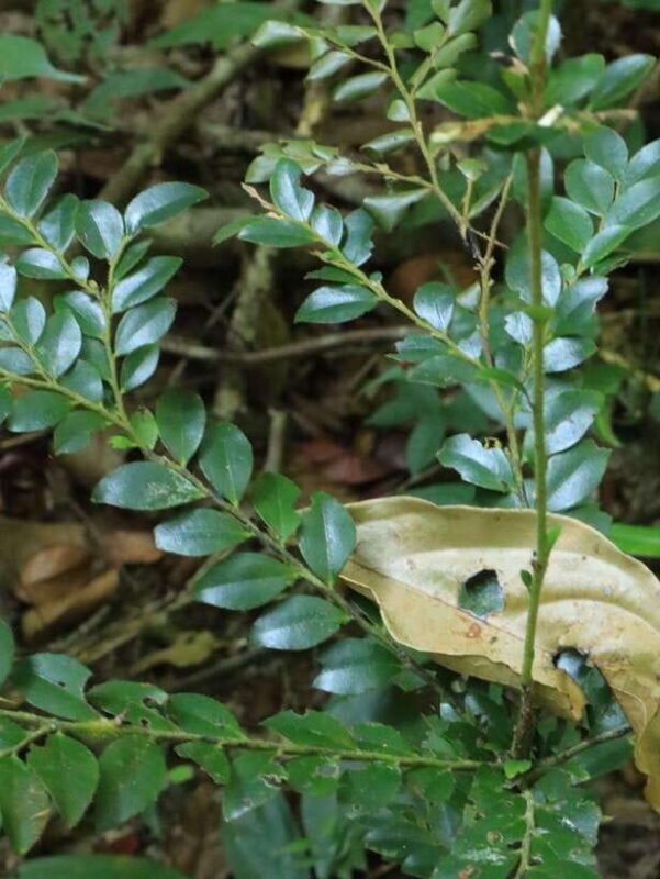 Langkawi: Morning Rainforest Walking Tour - What’s Included and What to Bring