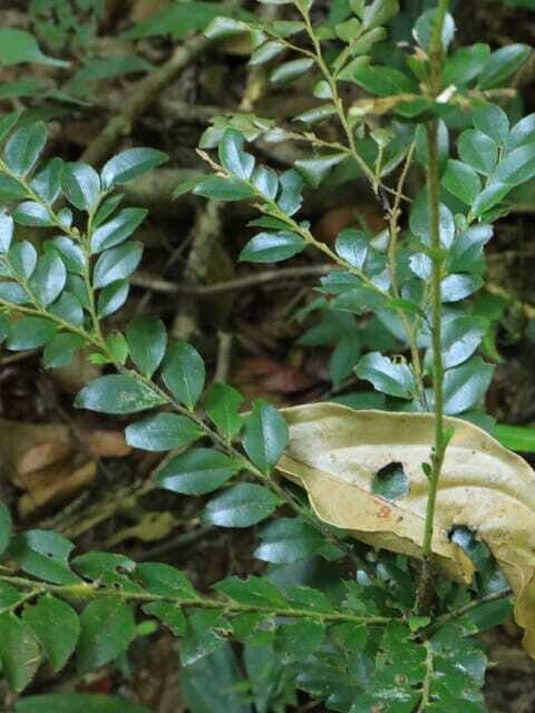 Langkawi: Morning Rainforest Walking Tour - Final Thoughts