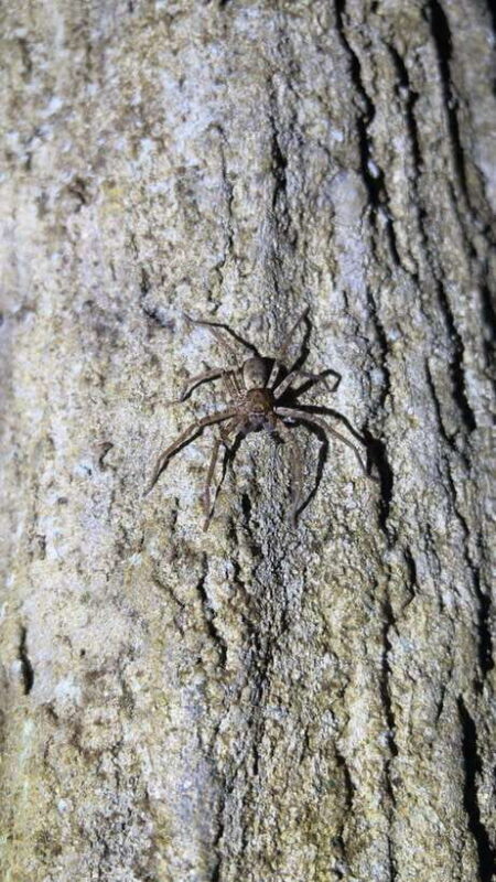 Langkawi: Nighttime Rainforest Tour with Nature Guide - What We Like About the Langkawi Night Rainforest Tour