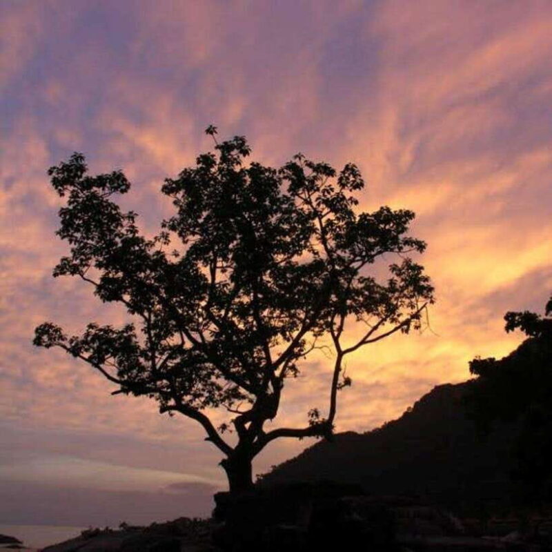 Langkawi: Nighttime Rainforest Tour with Nature Guide - An In-Depth Look at the Itinerary
