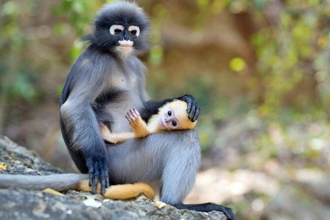 Langkawi Rainforest Jungle Trekking Tour with Private Pickup - Final Thoughts