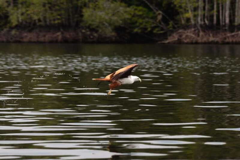 Langkawi Royal Mangrove Tour with Snorkeling Package - Key Points
