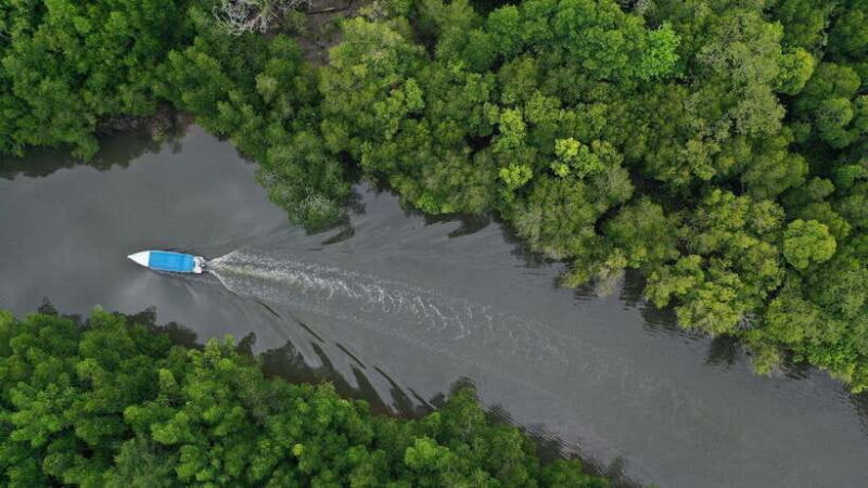 Langkawi Signature Mangrove Discovery Boat Tour (Shared) - Practical Details You Should Know
