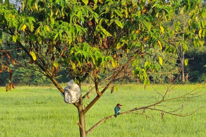 Langkawi: Small Group Countryside Cycling Tour Paddy Fields - FAQ