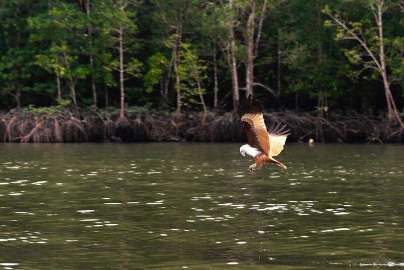 Langkawi Tanjung Rhu Mangrove Private Boat Tour 2 Hours - Key Points