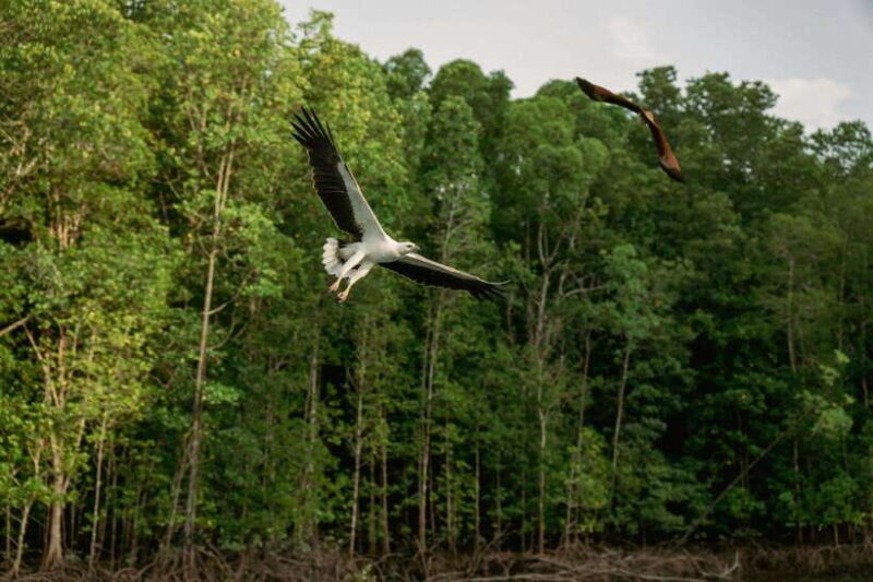 Langkawi: Tanjung Rhu Mangrove Speedboat Tour - Practical Aspects and Value