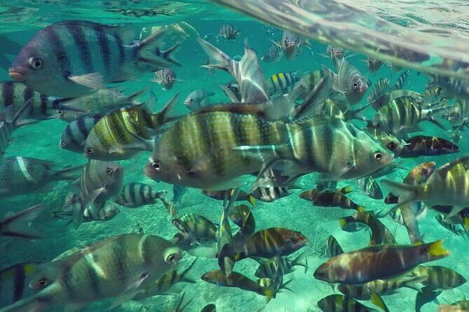 Langkawi Tour A - Land Tour & Pulau Dangli Snorkeling - Who Will Love This Tour?