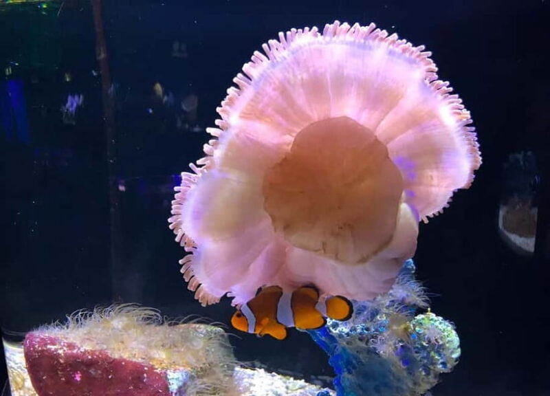 Langkawi: Underwater World Langkawi Entry Ticket - Key Points