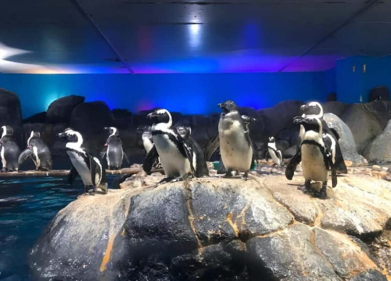 Langkawi: Underwater World Langkawi Entry Ticket - Setting the Scene: What’s Included and What’s Not