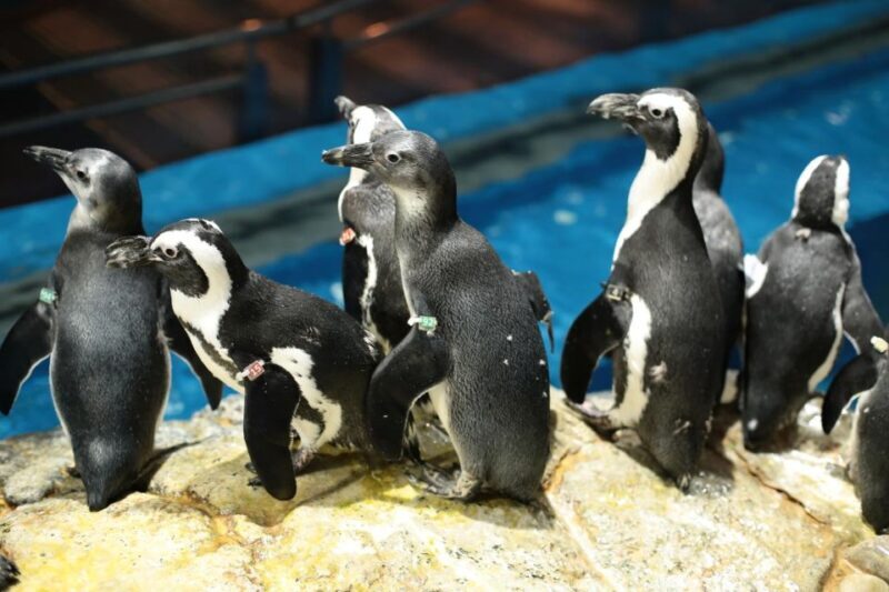 Langkawi: Underwater World Langkawi Entry Ticket - Who Should Consider Visiting?