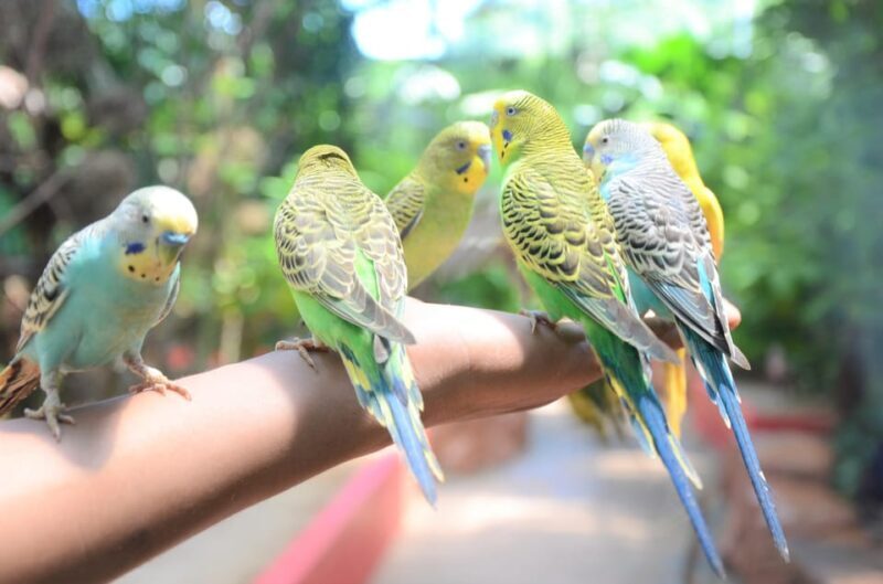 Langkawi: Wildlife Park Admission Ticket - Key Points