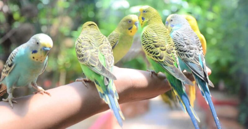 Langkawi: Wildlife Park Admission Ticket - FAQ