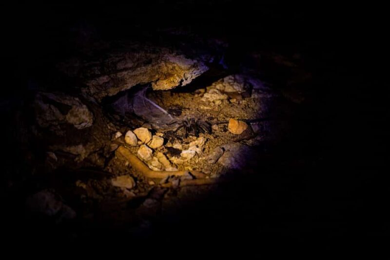 Langkawi:6 Hours Mangrove Night Safari with Pick Up & Dinner - Dining on the Floating Restaurant