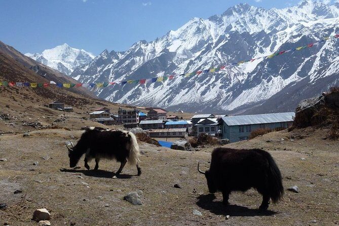 Langtang Valley Trek- 10 Days - FAQ