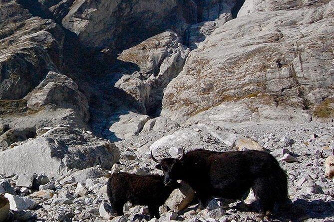 Langtang Valley Trek  11 DAYS - Authentic Experiences and Hidden Gems