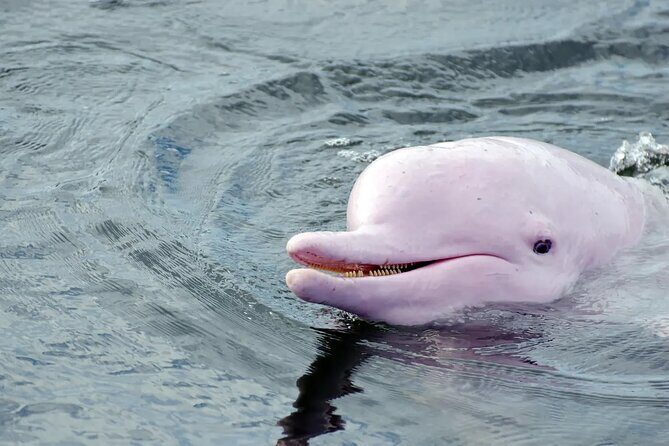 Lantau Island Day Trip | Big Buddha, Dolphin Watching & Cable Car - FAQ