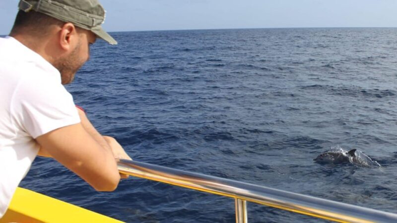 Lanzarote: 2.5-Hour Sunset and Dolphins Cruise - FAQ