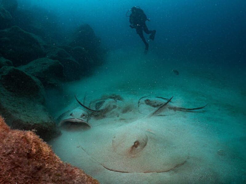 Lanzarote: 2-Dive Package for Certified Divers - What’s Included and What’s Not