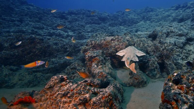 Lanzarote: 2-dive package in Playa Blanca - certified divers - Detailed Breakdown of the Itinerary