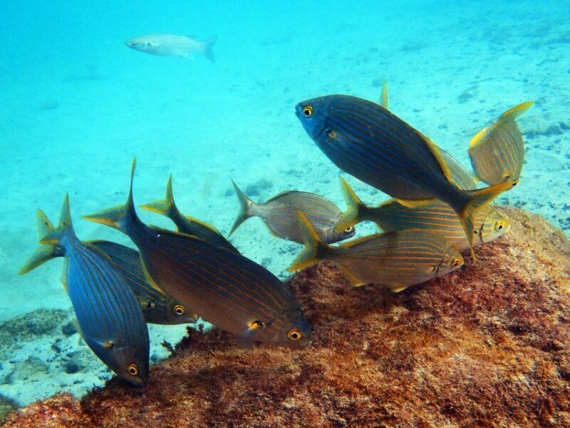 Lanzarote: 2-dive package in Playa Blanca - certified divers - Authentic Experiences From Reviews