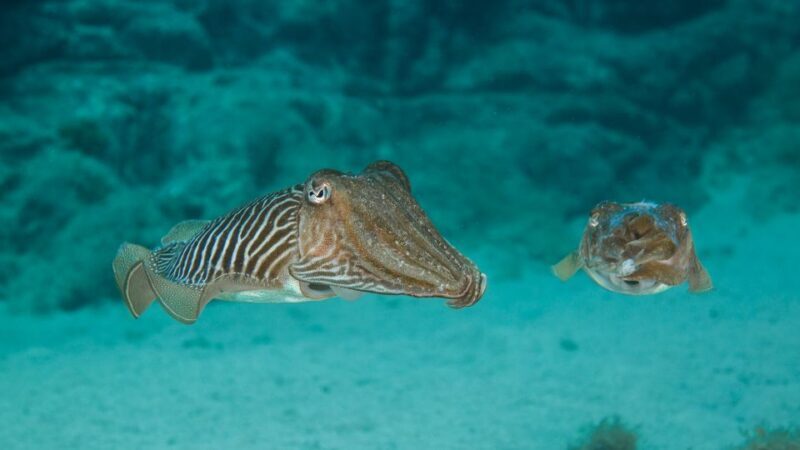 Lanzarote: 2-dive package in Playa Blanca - certified divers - The Sum Up: Who is This Tour Best For?