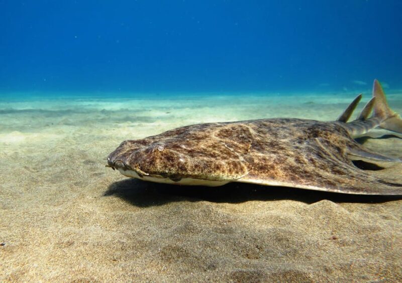 Lanzarote: 2 Guided Dives (Certified Divers Only) - Introduction