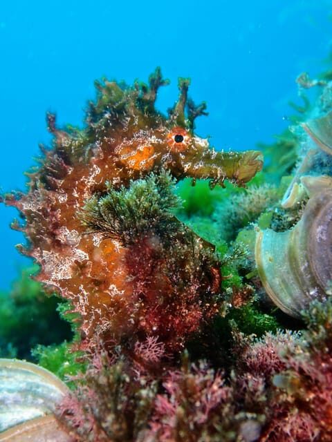 Lanzarote: 2 Guided Dives (Certified Divers Only) - Why This Tour Is Worth It