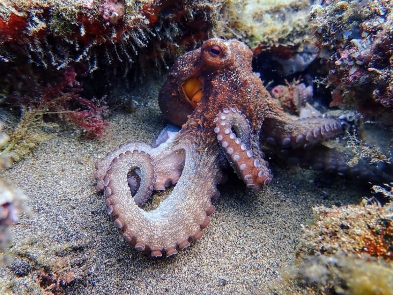 Lanzarote: 2 Guided Dives (Certified Divers Only) - Final Thoughts