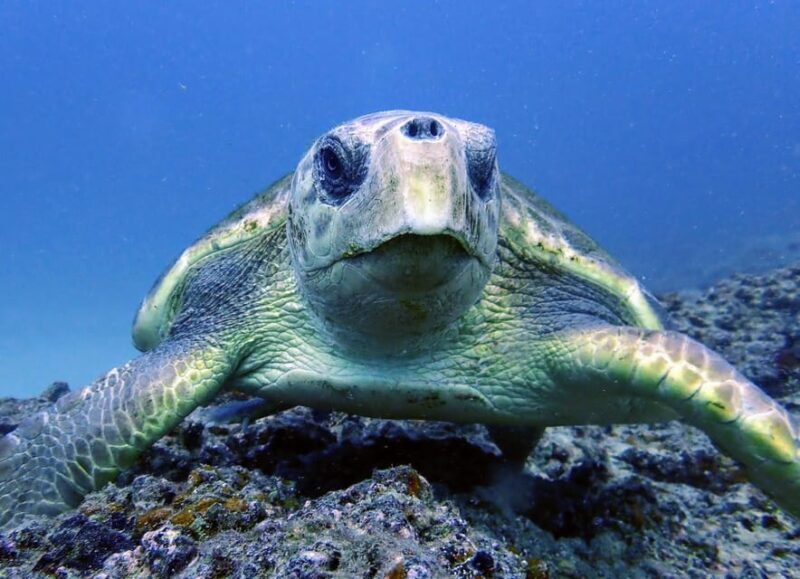 Lanzarote: 2 Guided Dives (Certified Divers Only) - FAQ