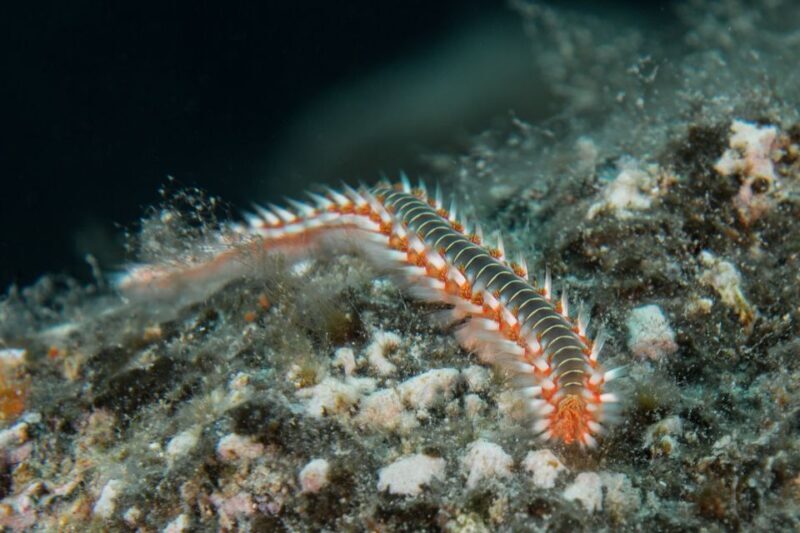 Lanzarote: Beginner Scuba Diving from the Beach - Key Points