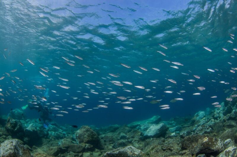Lanzarote: Beginner Scuba Diving from the Beach - Who Is This Tour Best For?