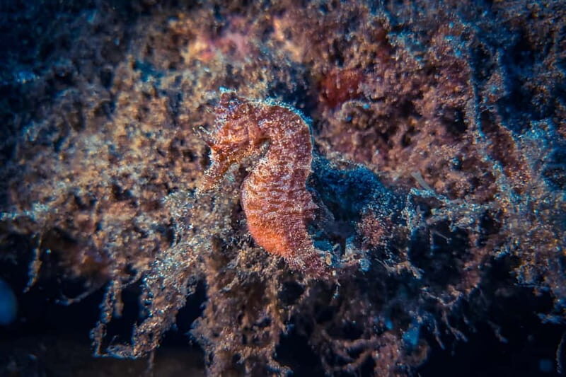 Lanzarote: Beginner Try Scuba Diving Costa Teguise (2 dives) - What This Tour Offers