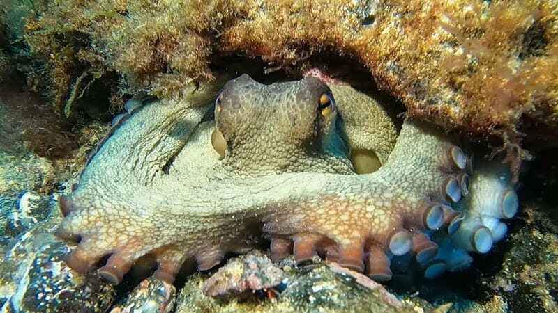 Lanzarote: Beginner Try Scuba Diving Costa Teguise (2 dives) - Authentic Experiences and User Feedback