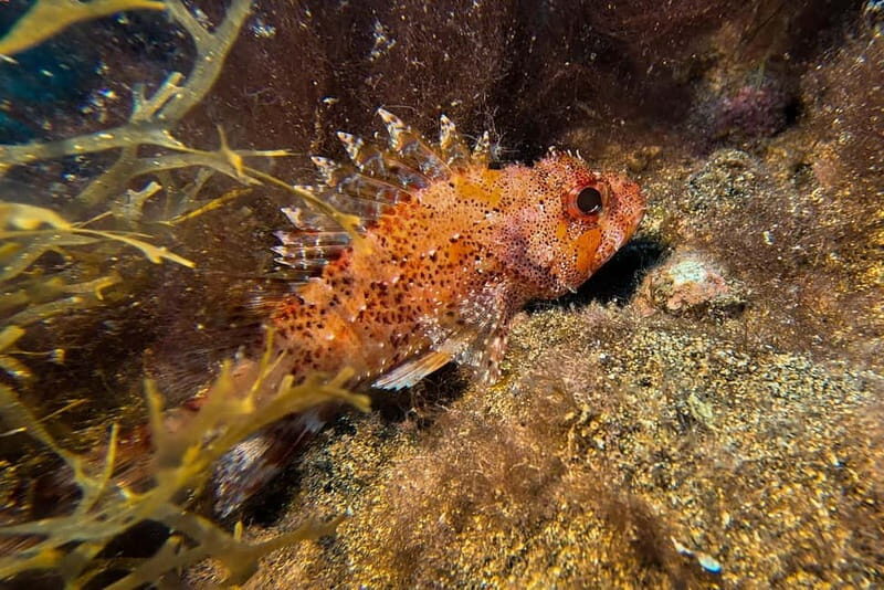 Lanzarote: Beginner Try Scuba Diving Costa Teguise (2 dives) - Who Would Benefit Most?