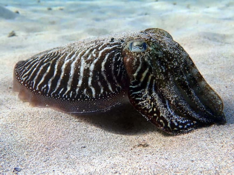 Lanzarote: Beginner Try Scuba Diving Costa Teguise (2 dives) - Final Thoughts