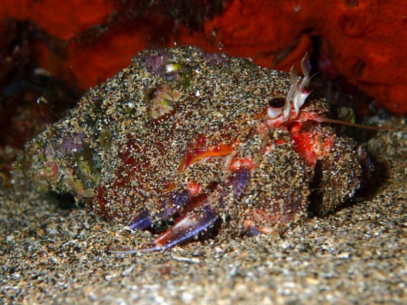 Lanzarote: Beginner Try Scuba Diving Costa Teguise (2 dives) - FAQ