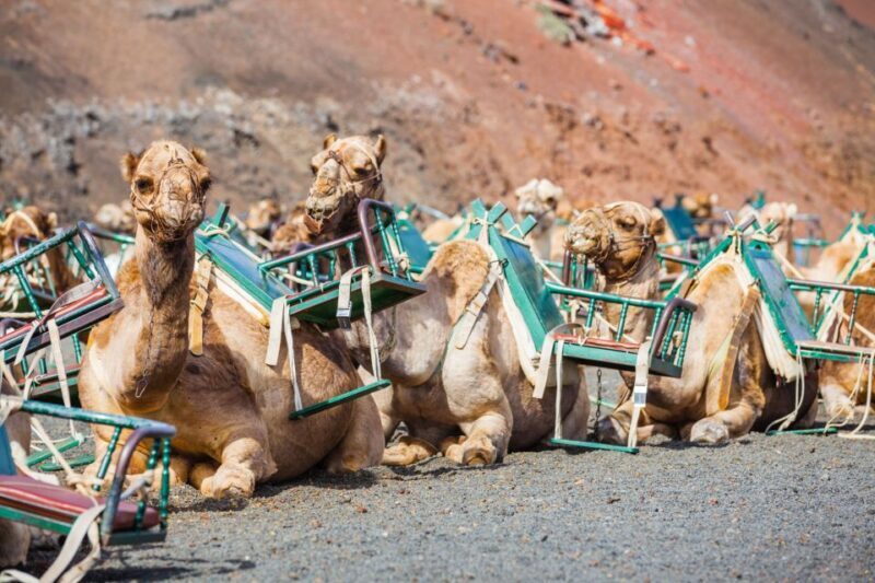Lanzarote: Guided Day Trip to Timanfaya Park & Lago Verde - What the Tour Offers