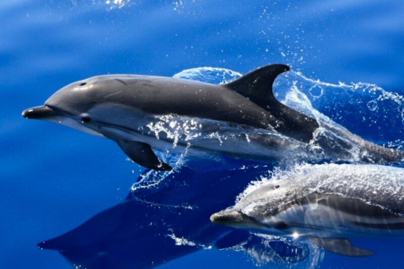 Lanzarote: Lobos Island Half-Day Dolphin Watching Trip - Introduction