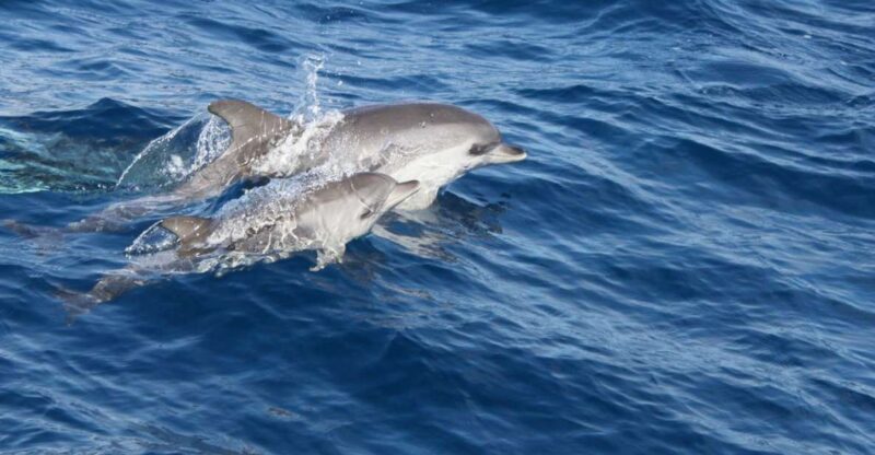 Lanzarote: Lobos Island Half-Day Dolphin Watching Trip - Analyzing the Value