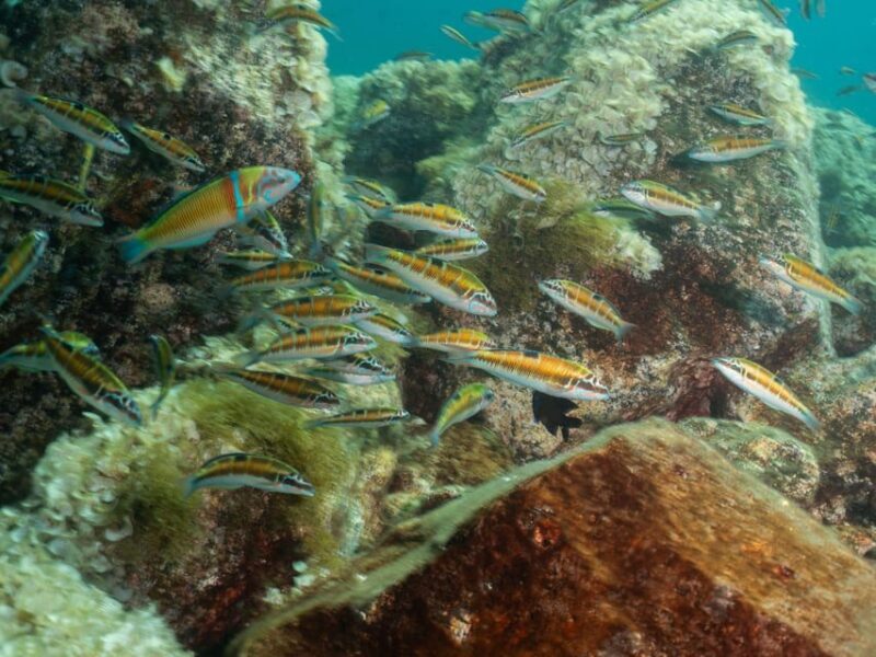 Lanzarote: Scuba Diving Refresher Course - Equipment and Extras