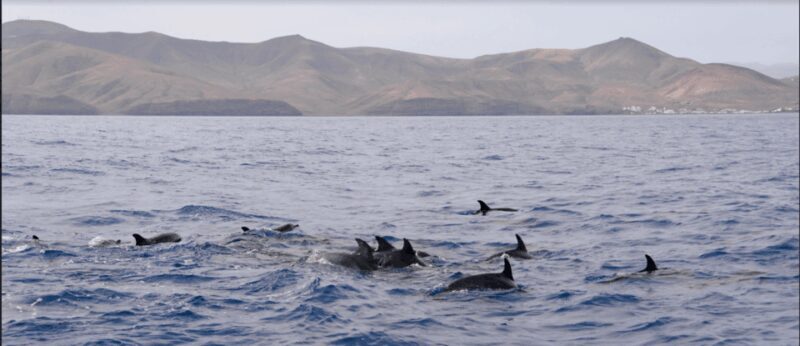 Lanzarote: Sea Safari Experience - What the Lanzarote Sea Safari Offers