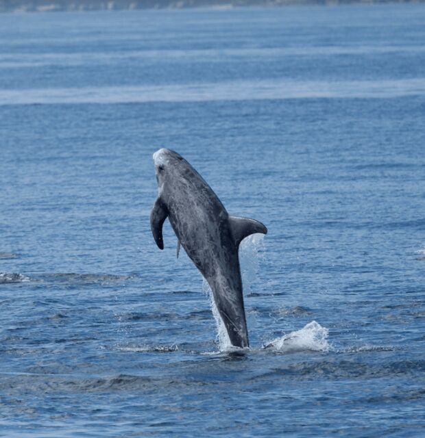 Lanzarote: Sea Safari Experience - Expert Guides and Personal Touch