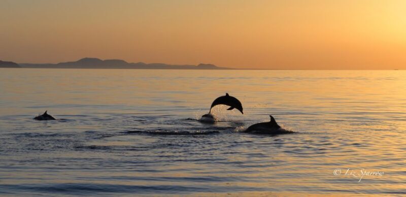 Lanzarote: Sea Safari Experience - Wildlife Viewing: An Unpredictable Delight
