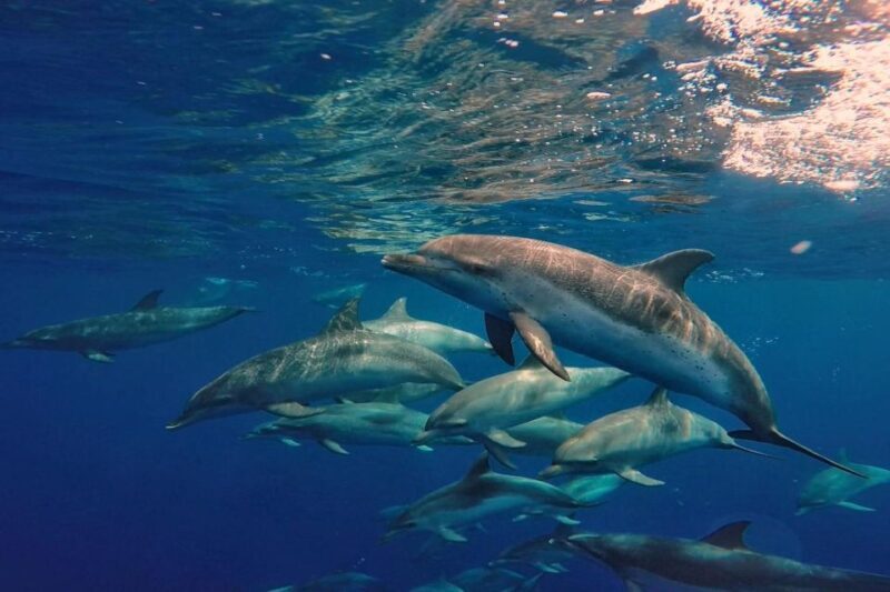 Lanzarote: Sea Safari Experience - Cost and Value