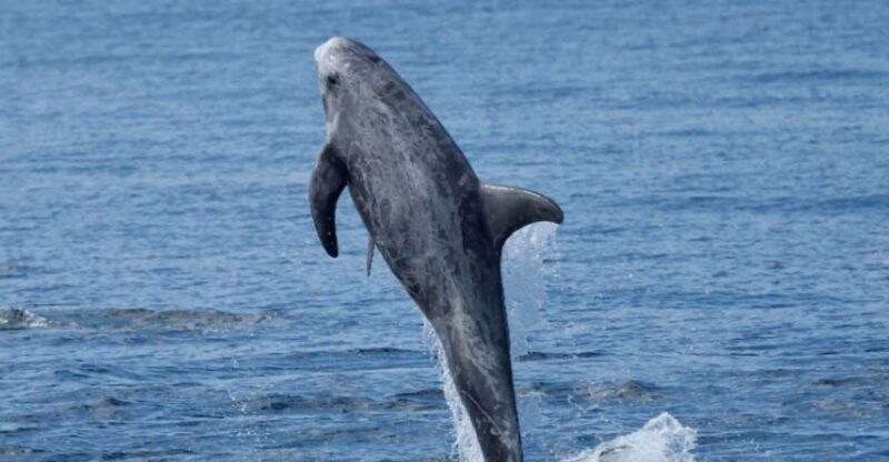 Lanzarote: Sea Safari Experience - Practical Considerations