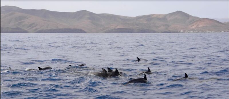 Lanzarote: Sea Safari Experience - Who Should Consider This Tour?