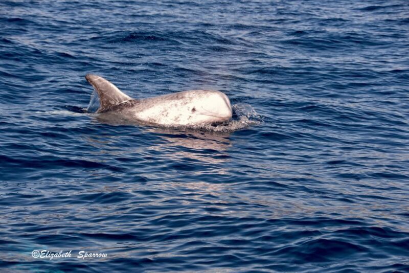 Lanzarote: Sea Safari Experience - Final Thoughts